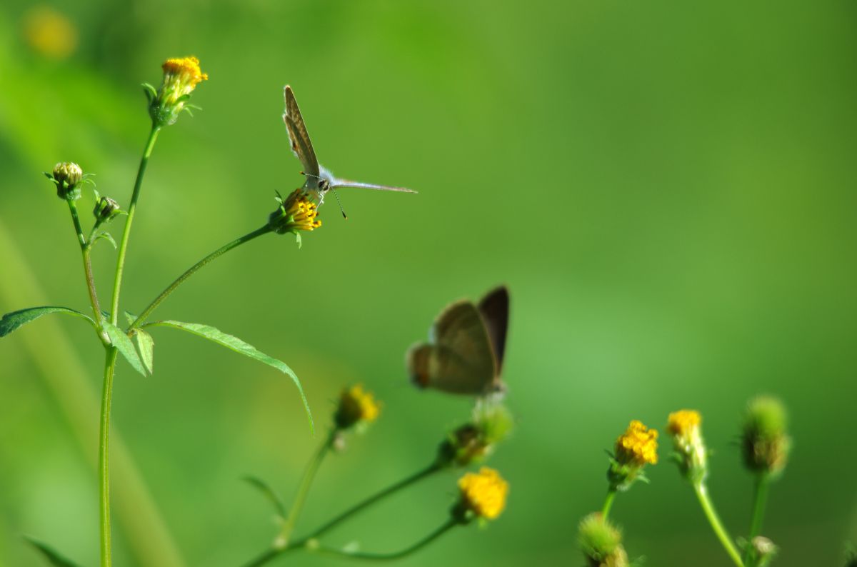 small world | GANREF