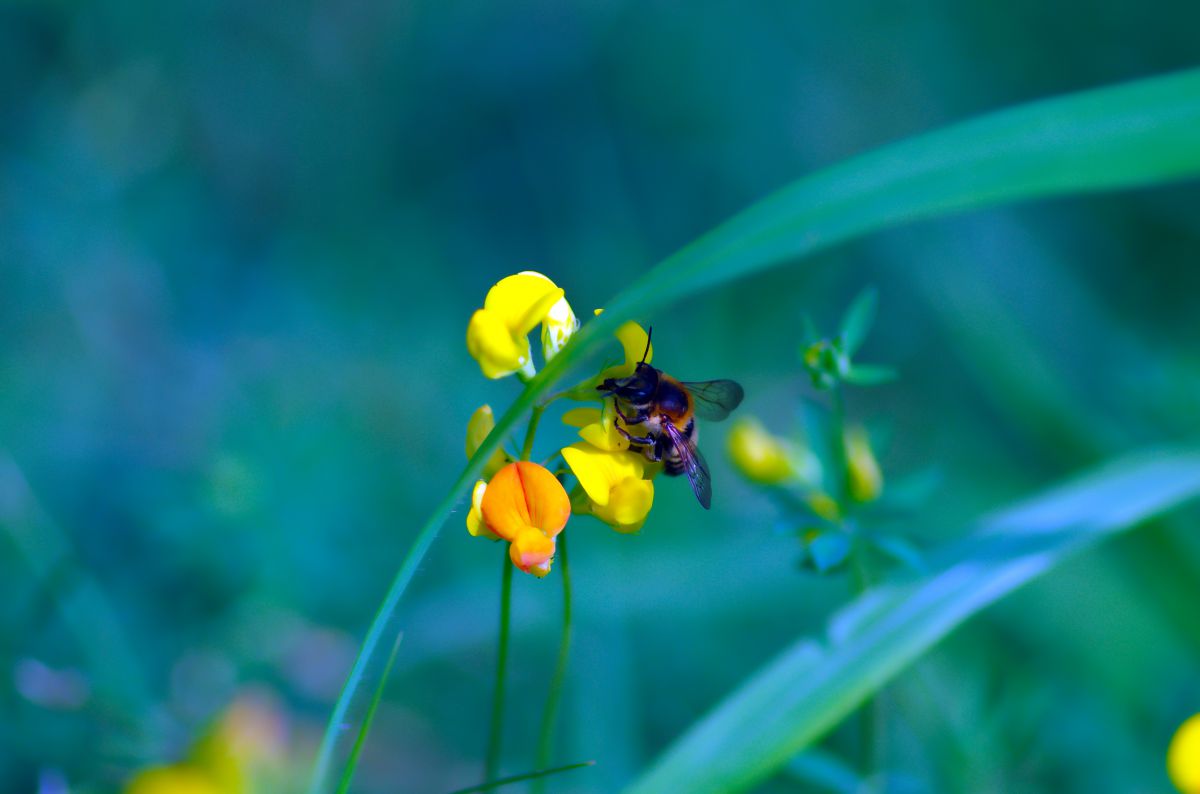 small world | GANREF