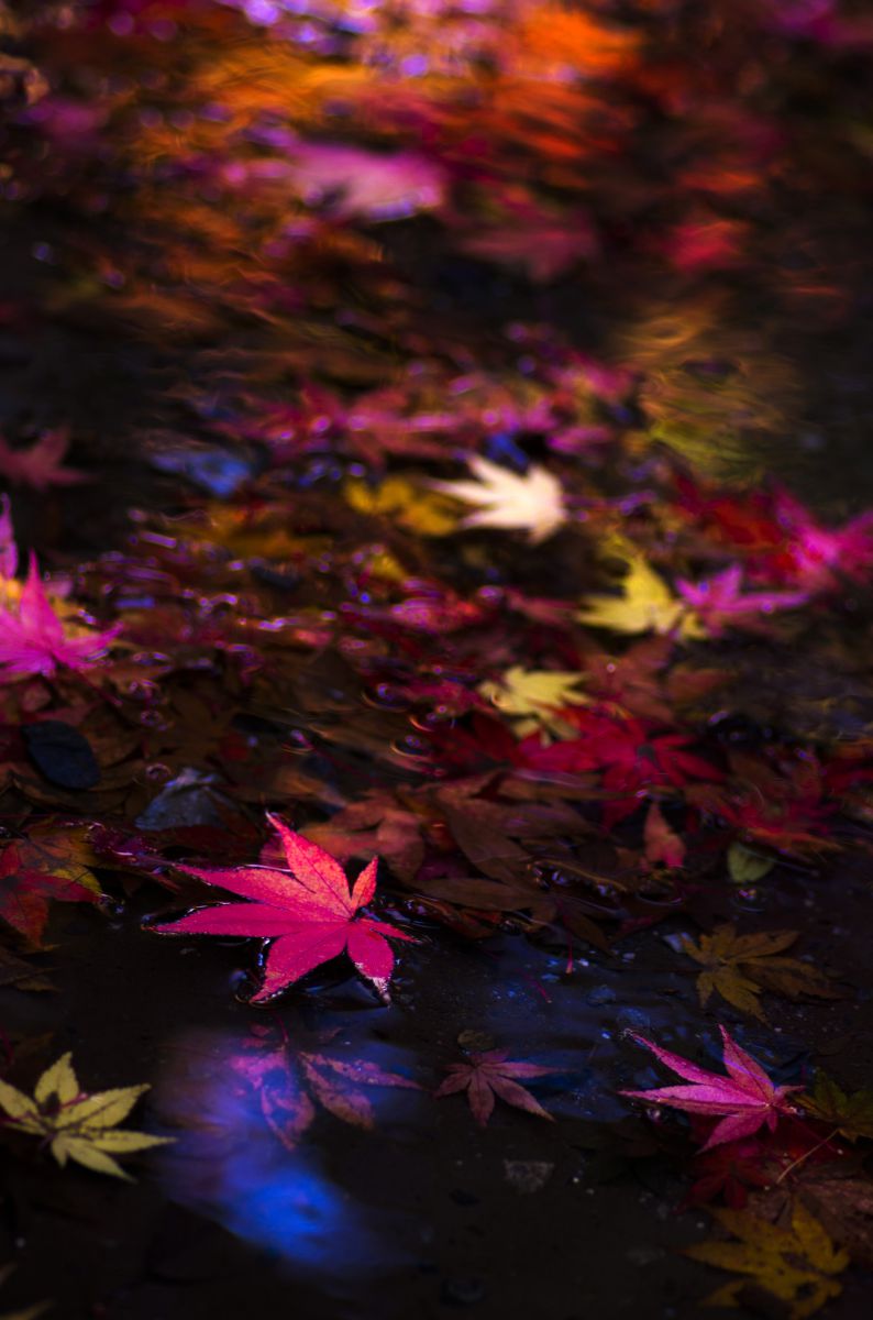 fallen leaves | GANREF