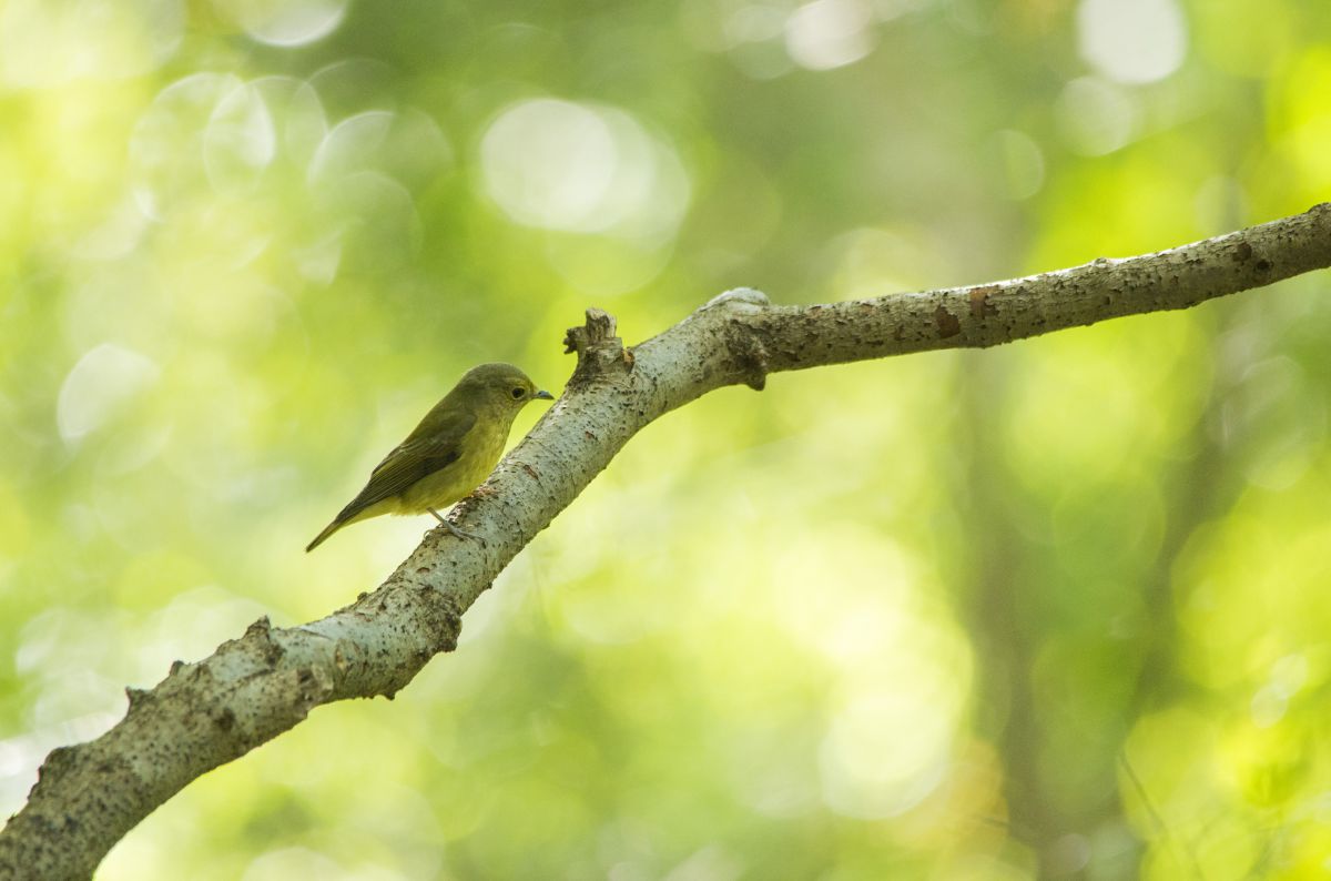 In the Beautiful Green | GANREF