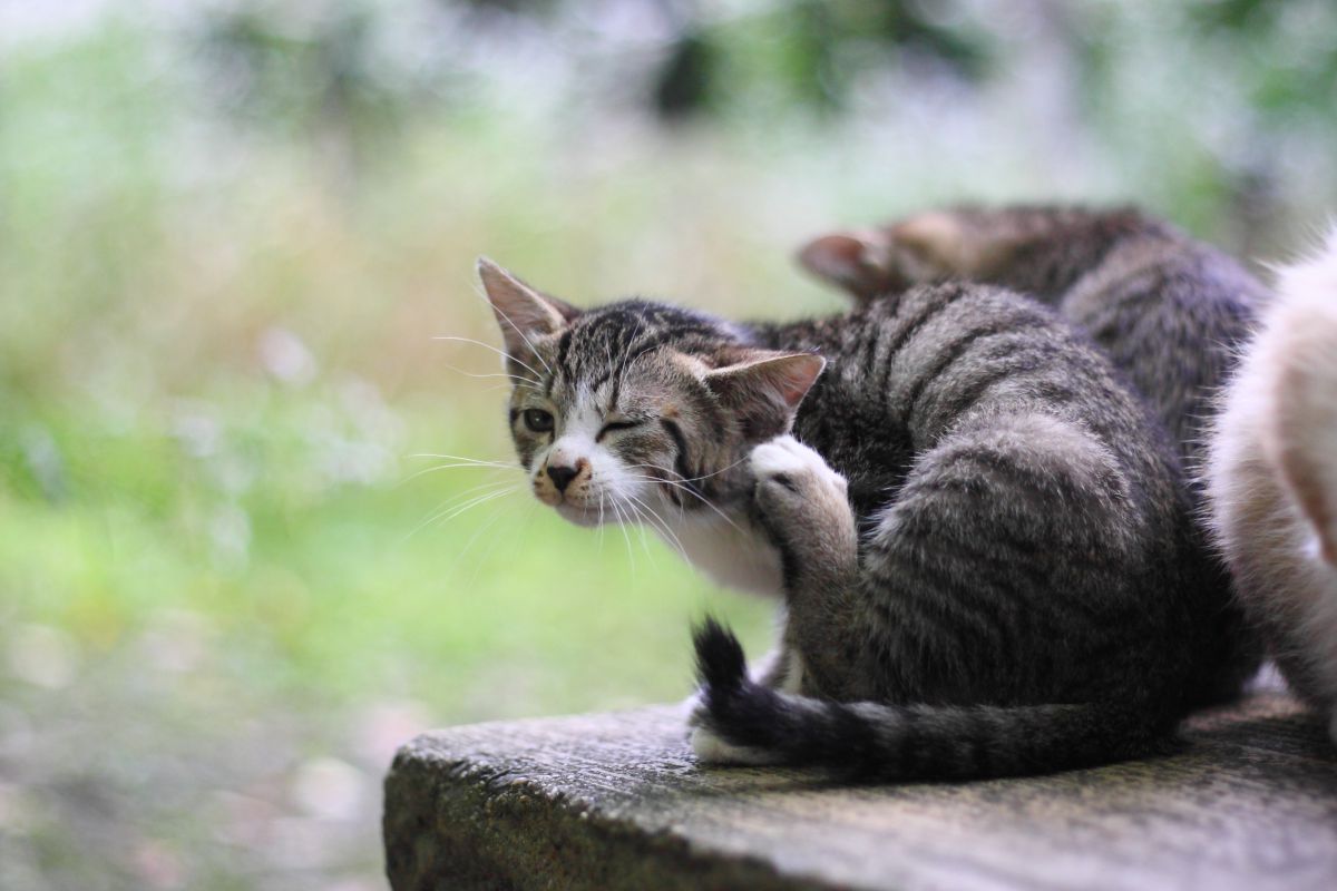 winkin' cat | GANREF