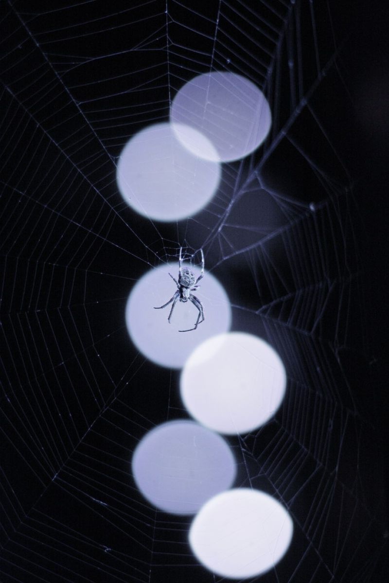 Spider On Stage | GANREF