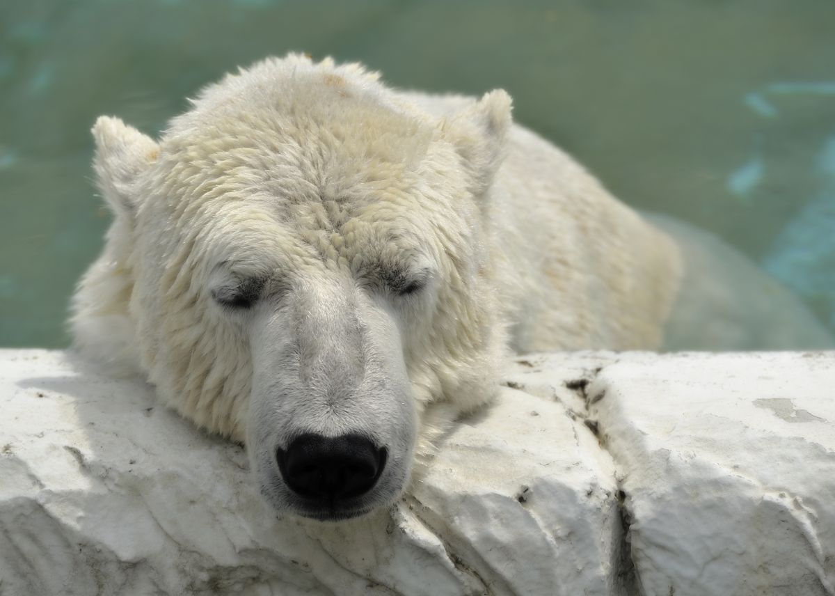 Sleeping Polar | GANREF