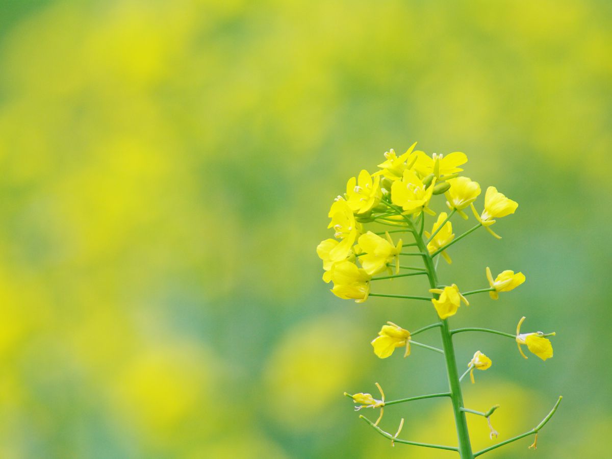 spring, yellow, green | GANREF
