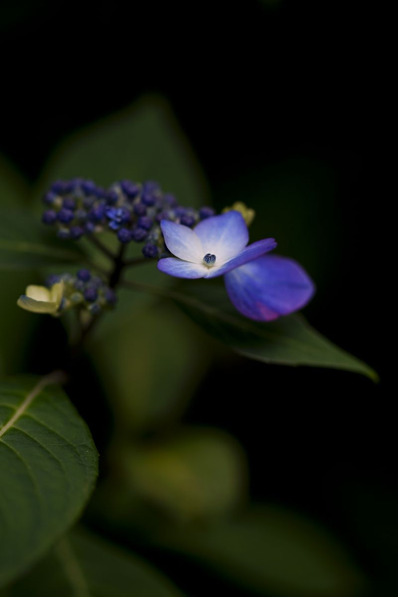 アジサイ 7 | GANREF