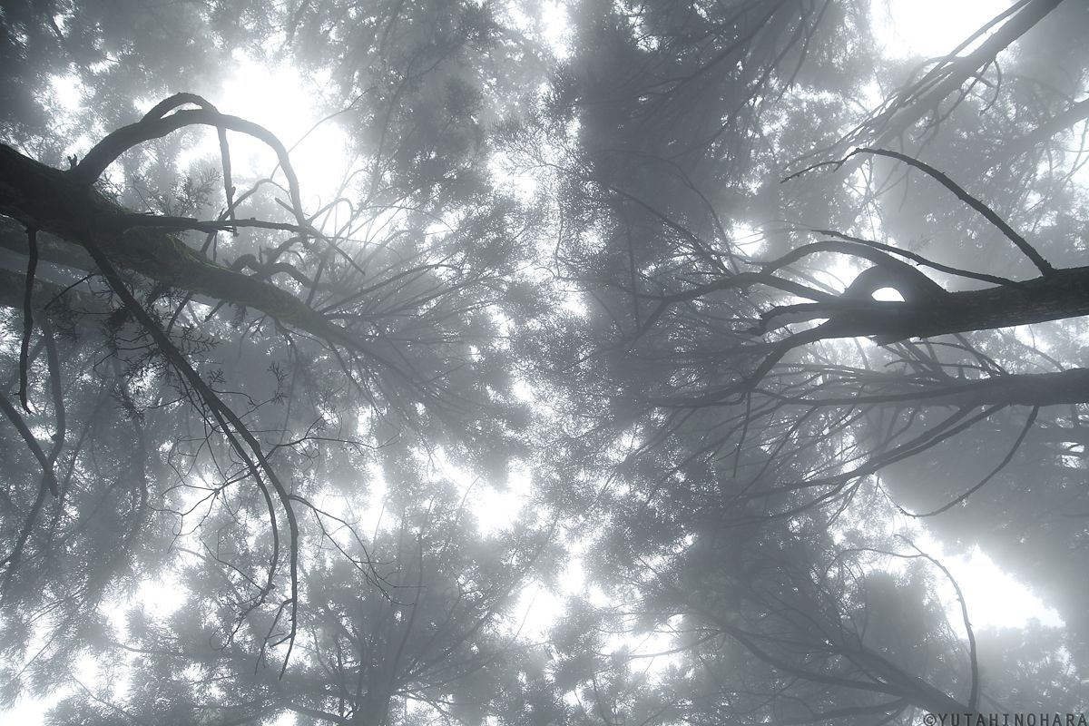 deep forest | GANREF