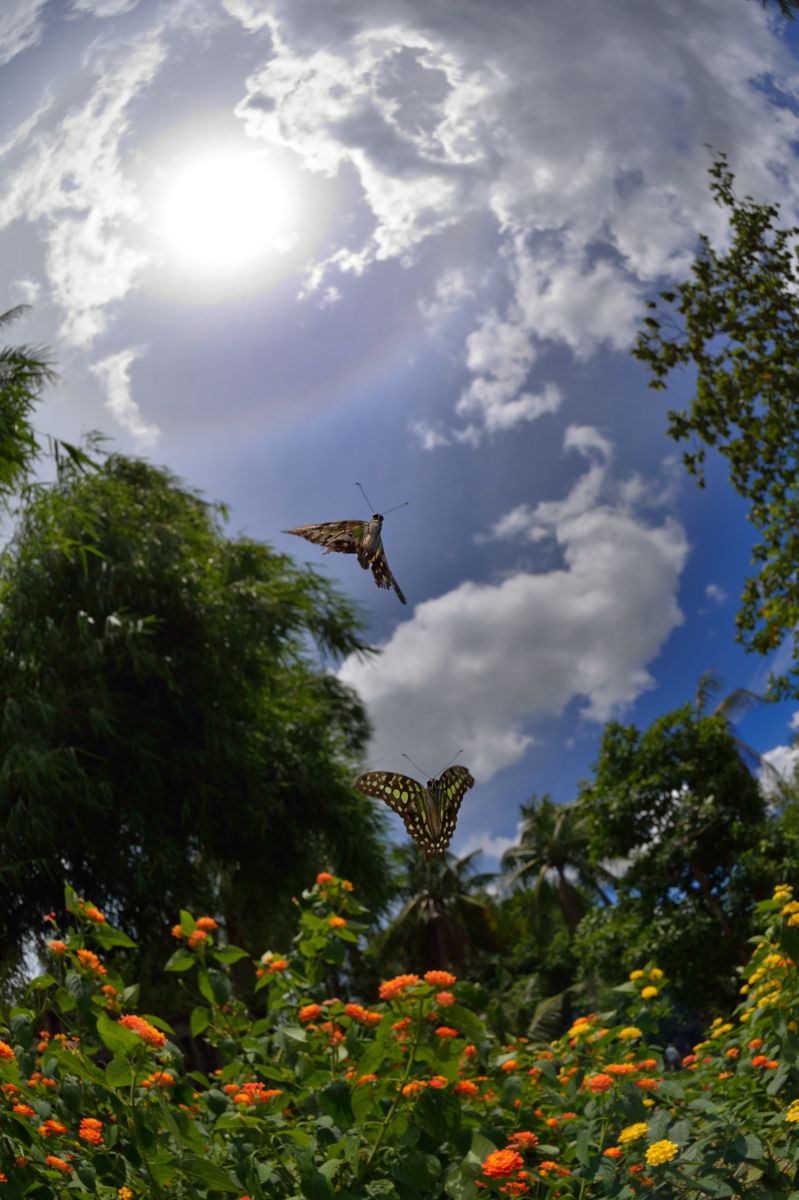 TOP GUN (Ⅲ） | GANREF