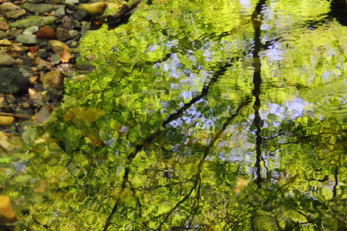 Fresh green | GANREF