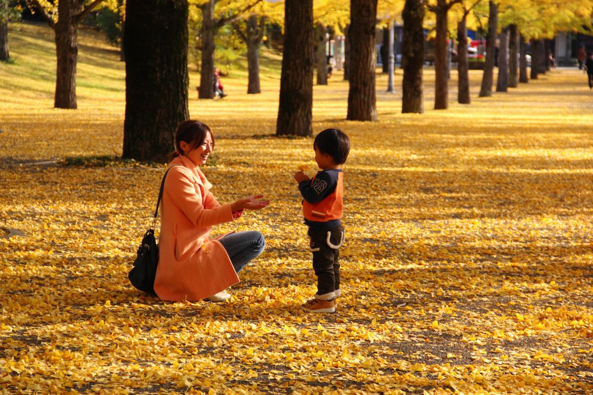 憩いの黄葉 | GANREF