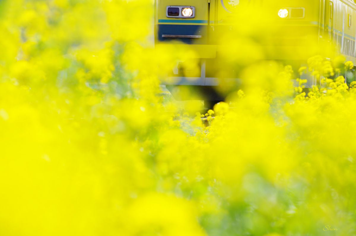 春色のお出迎え | GANREF