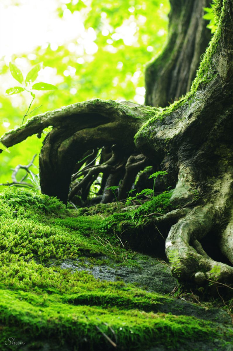 秘密基地 (^_^)v | GANREF