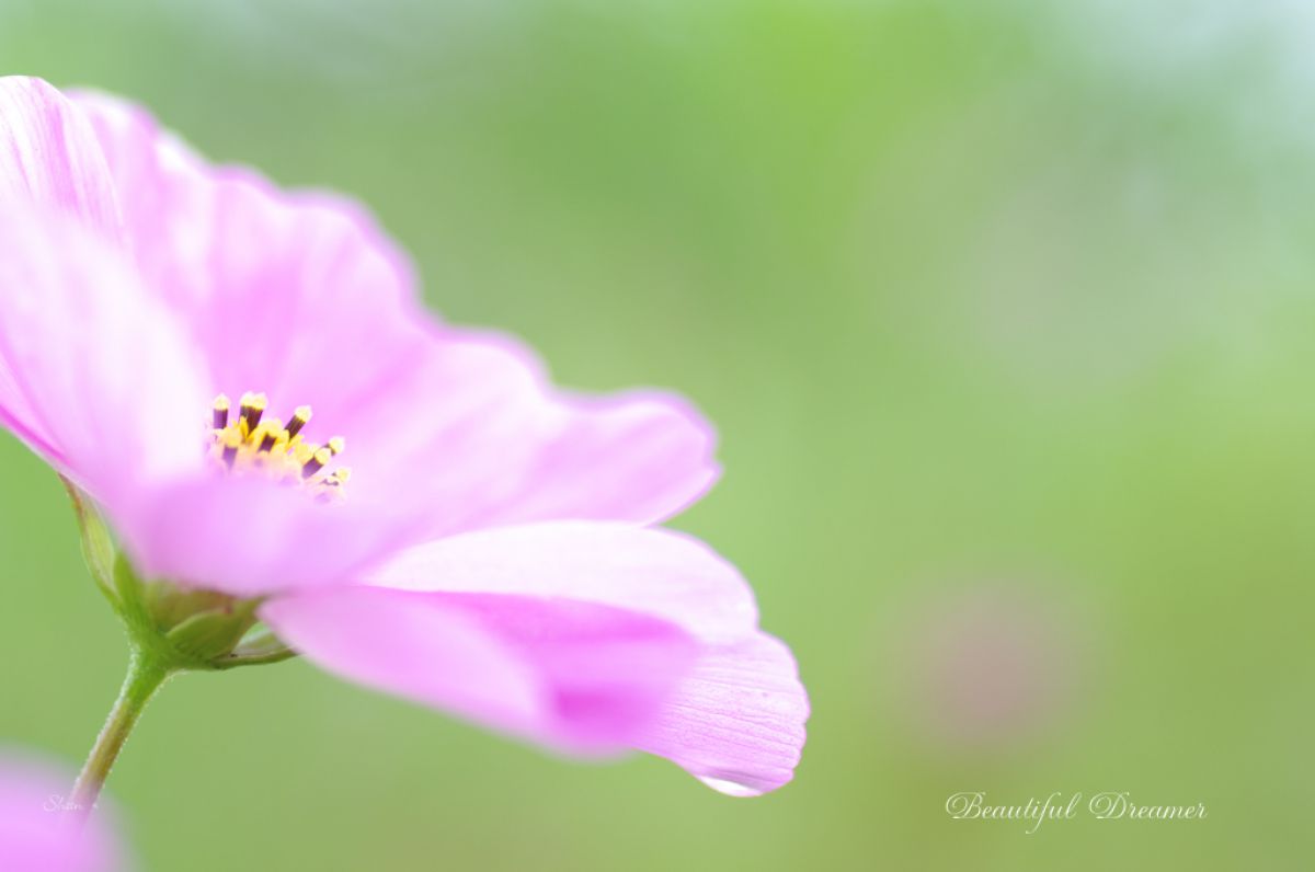 Beautiful Dreamer | GANREF