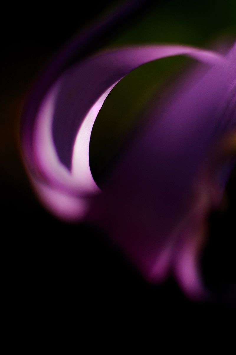 Purple Rays | GANREF