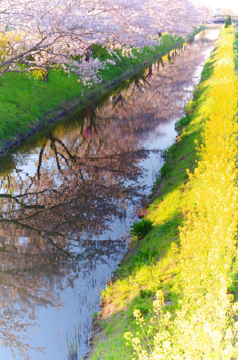 Spring Color | GANREF