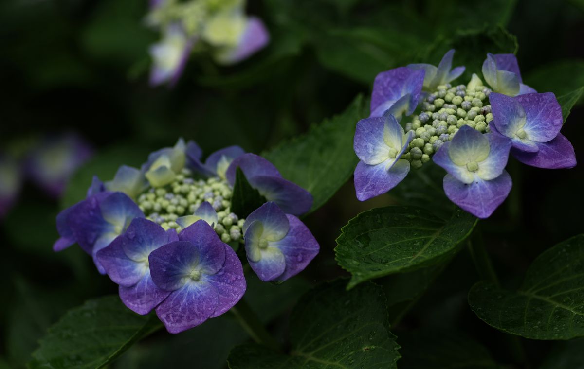 Purple Rain | GANREF