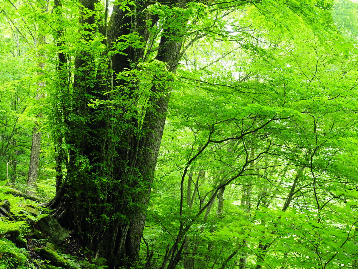 gree～n forest | GANREF