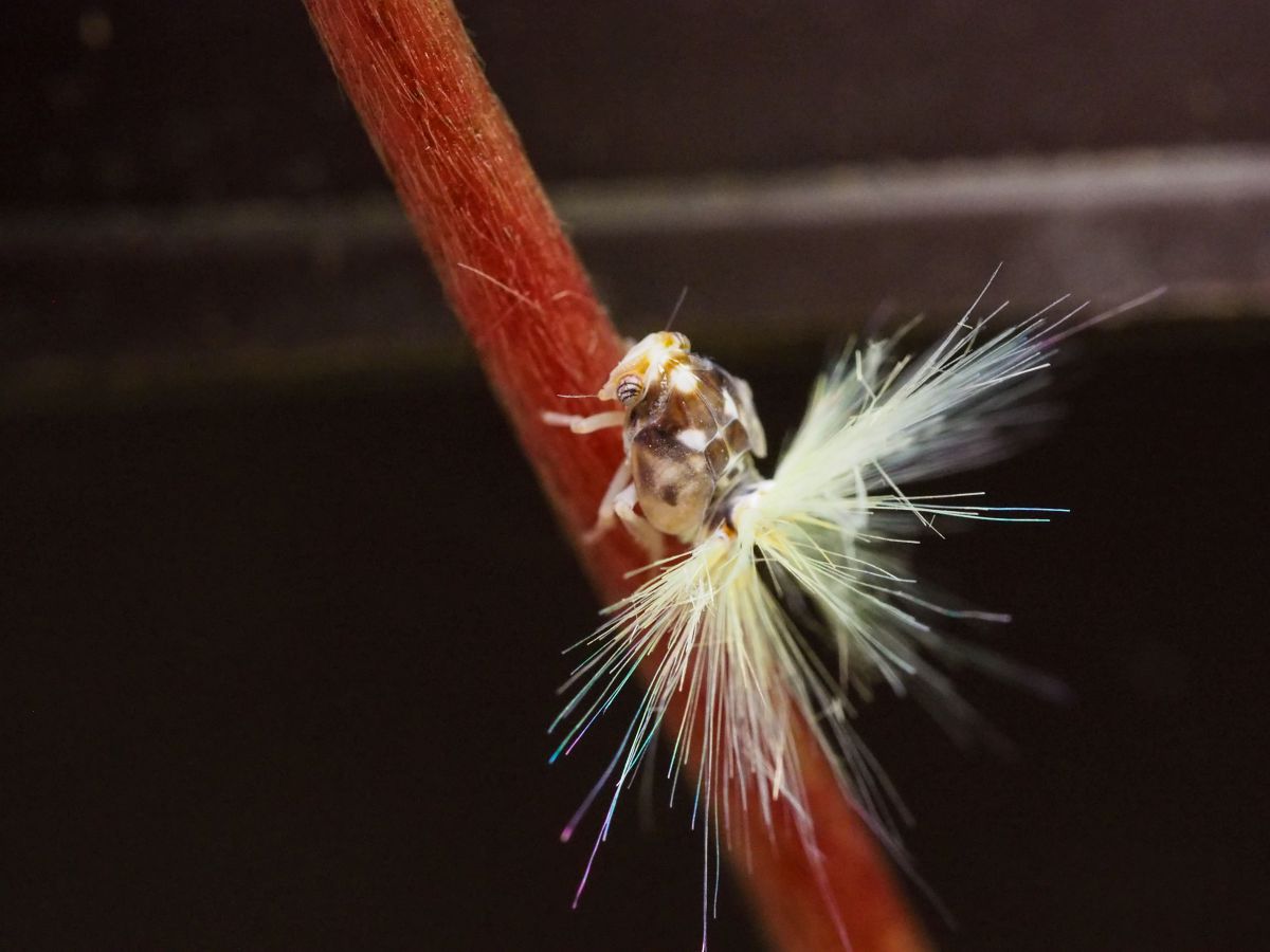 妖しい訪問者 | GANREF