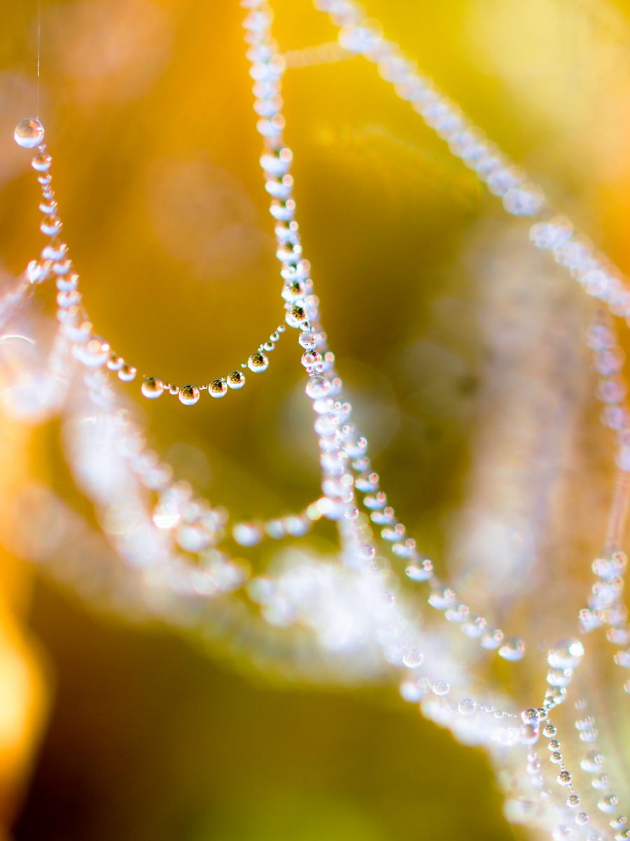 草むらのjewel | GANREF