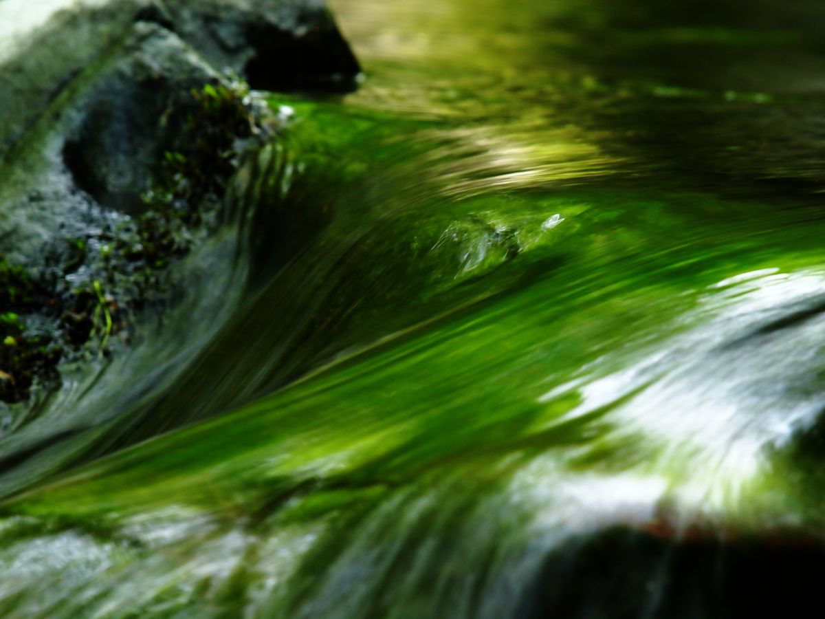 Greeeeeee～n | GANREF