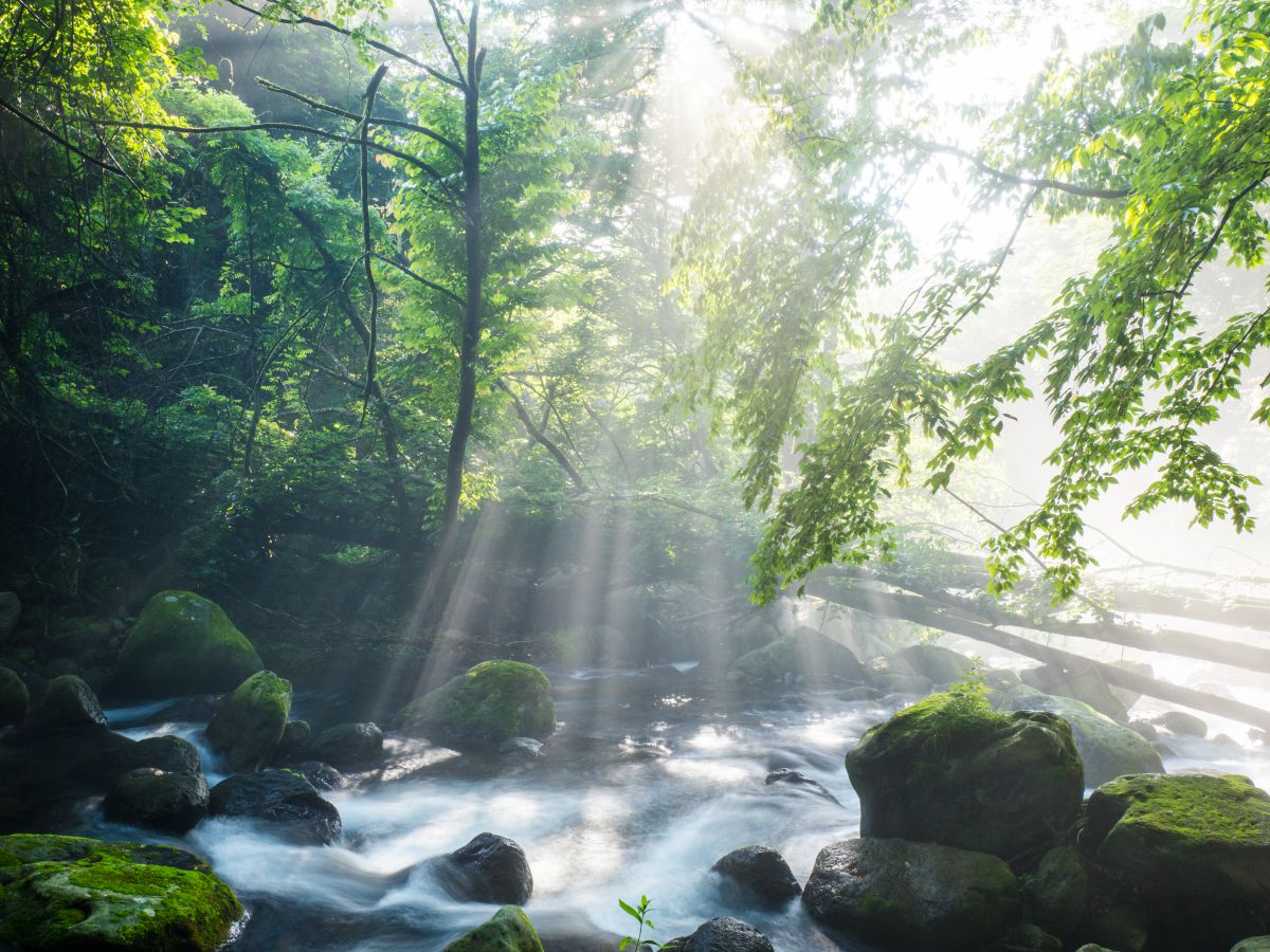 なつのおもいで | GANREF