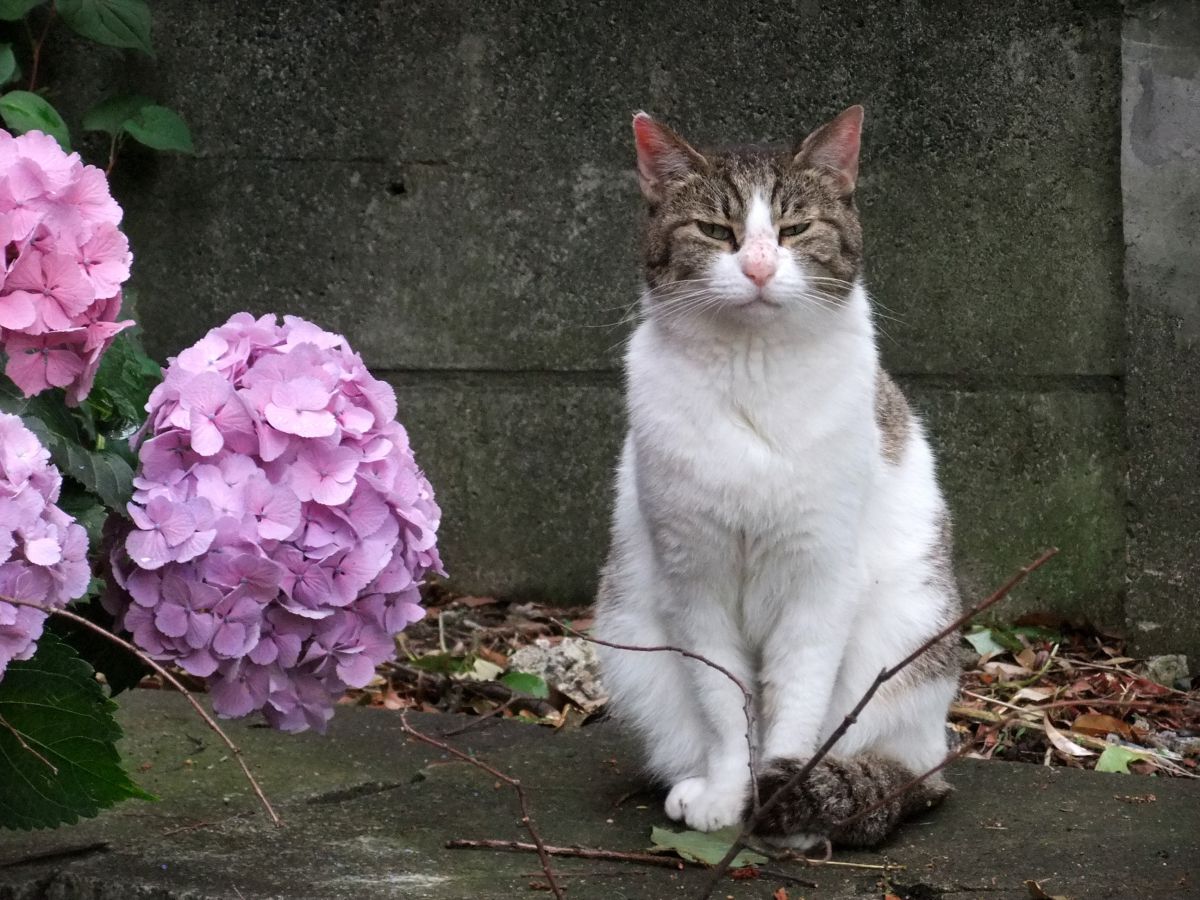 大輪の紫陽花の隣で | GANREF