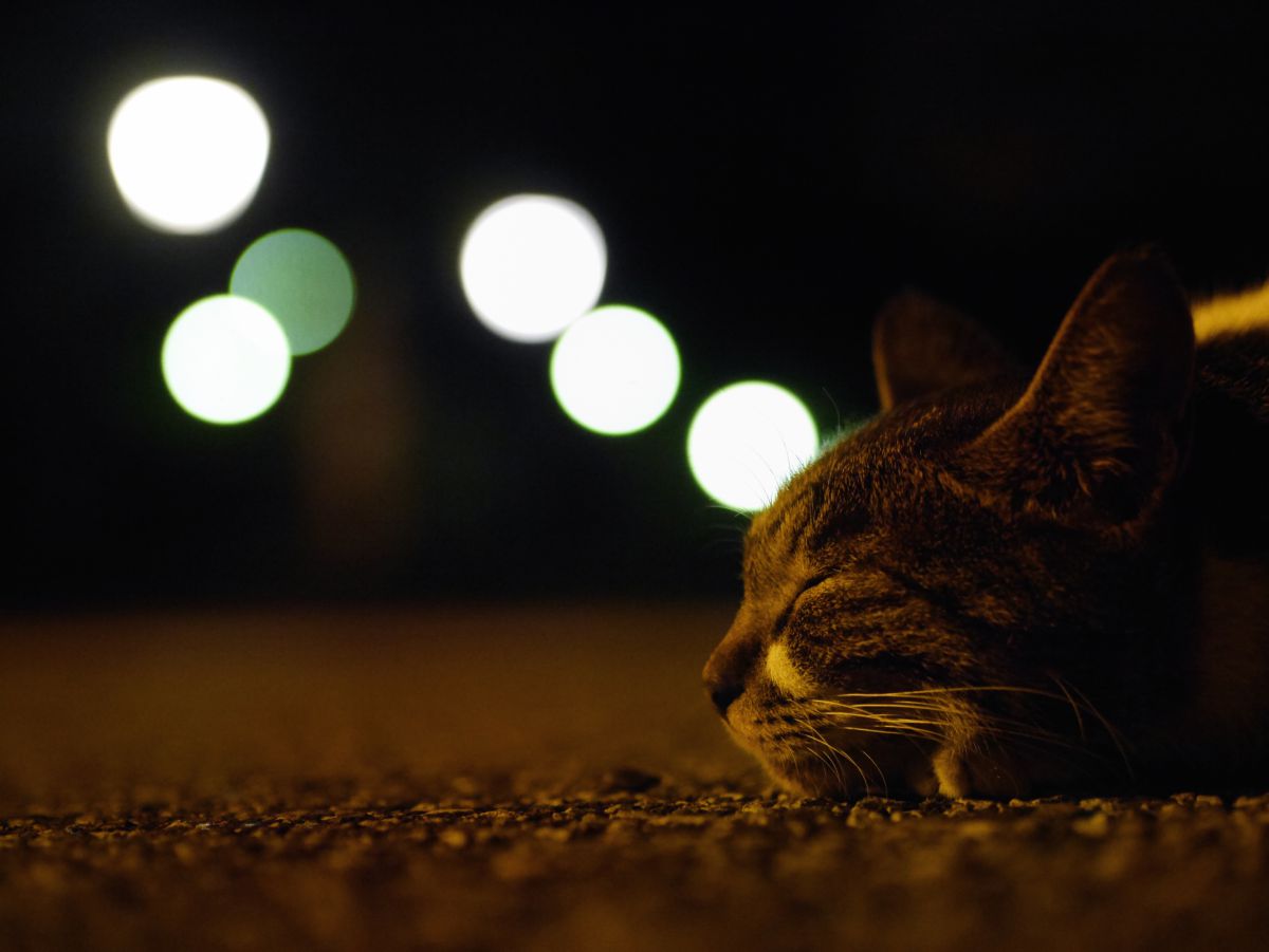 Dreamin' Faraway Look | GANREF