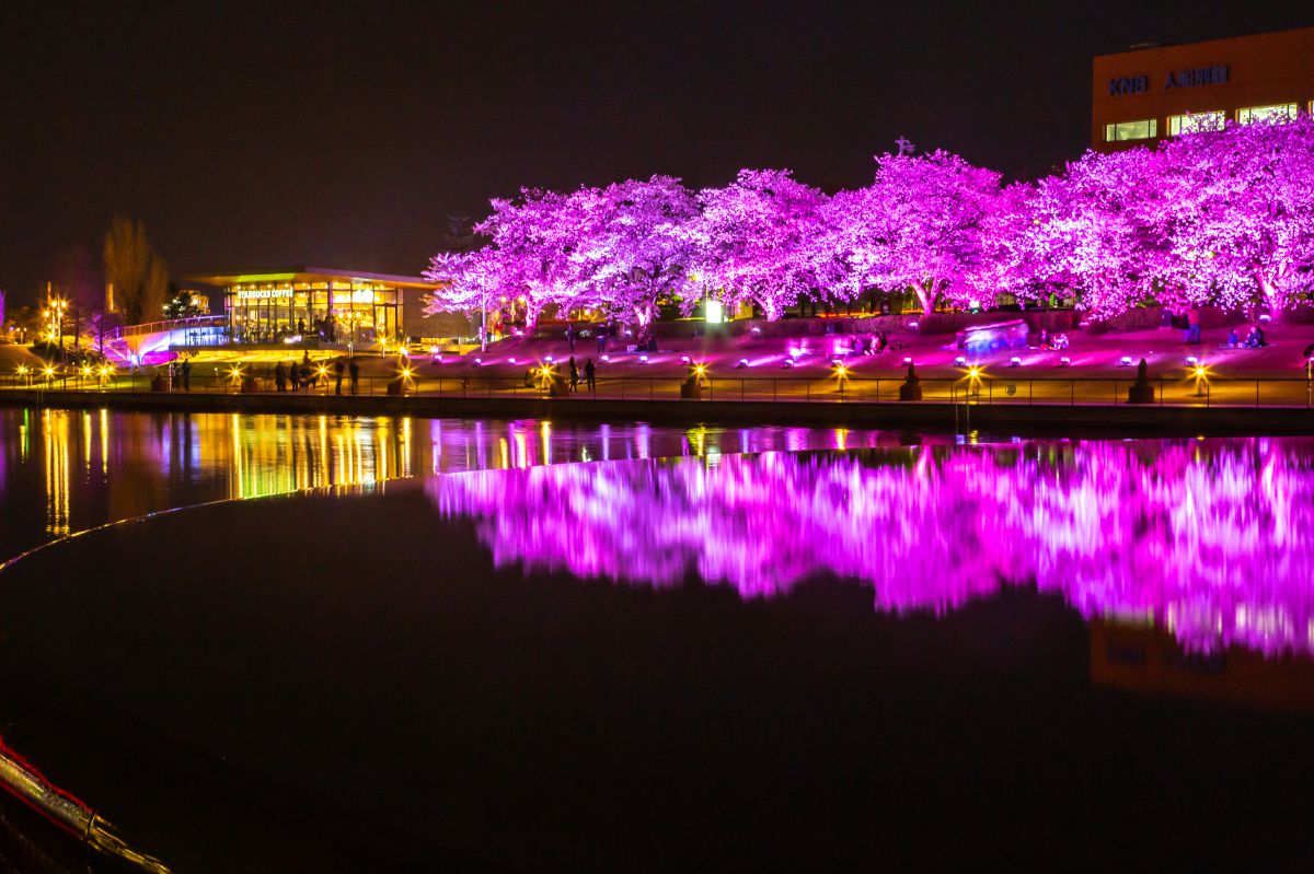 04-03 環水公園の夜桜 | GANREF