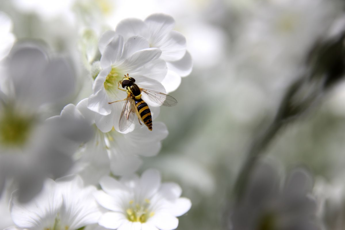 Cerastium ＆ Bee | GANREF