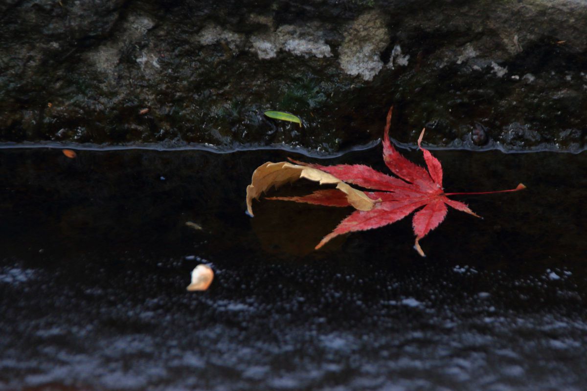 ice ＆ fallen leaves | GANREF