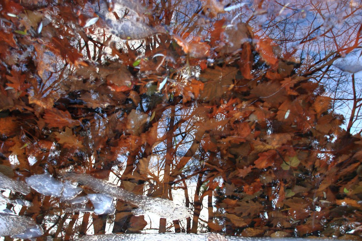 water & fallen leaves | GANREF