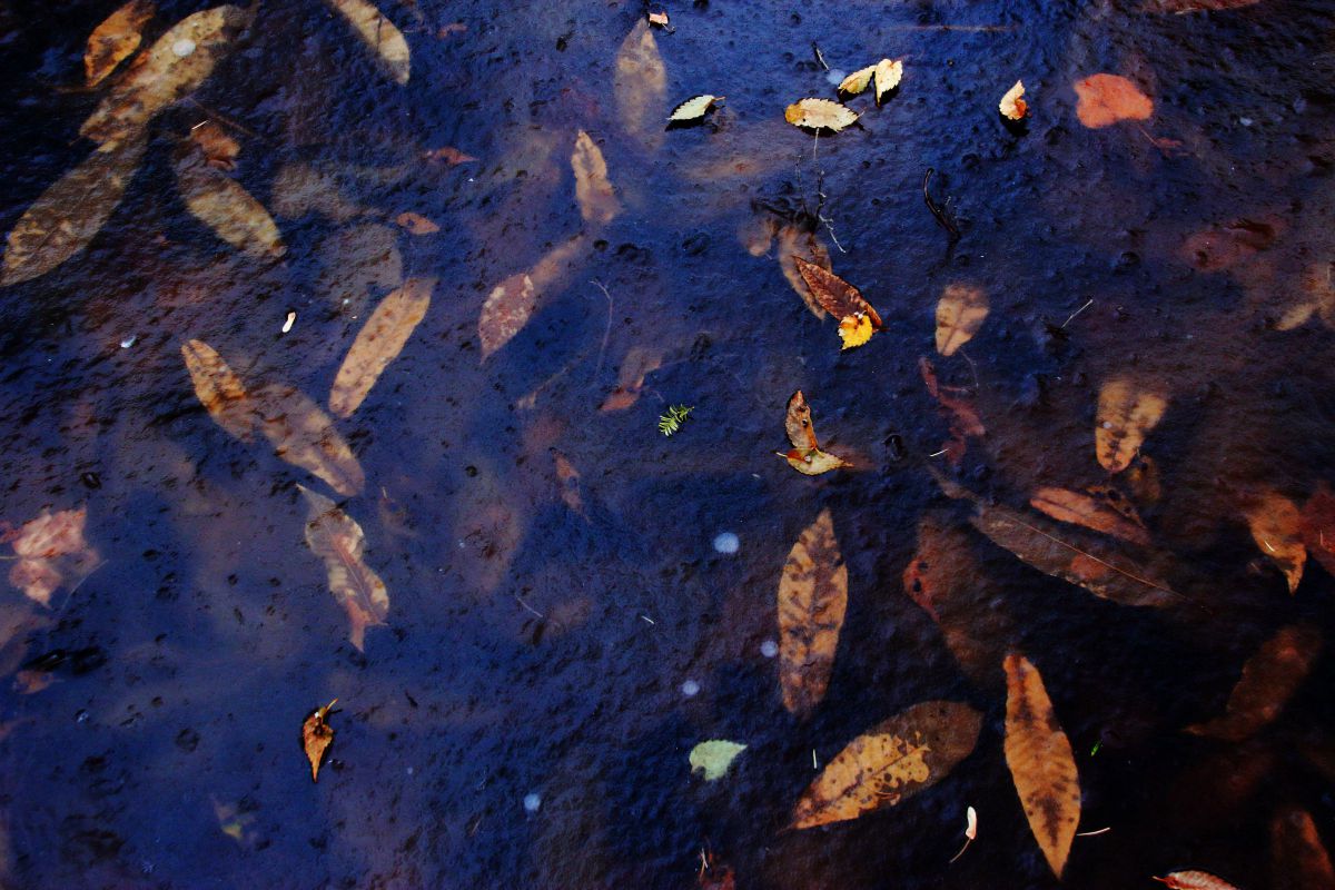 ice ＆ fallen leaves.. | GANREF