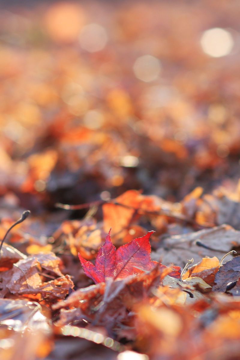 Fallen Leaves | GANREF