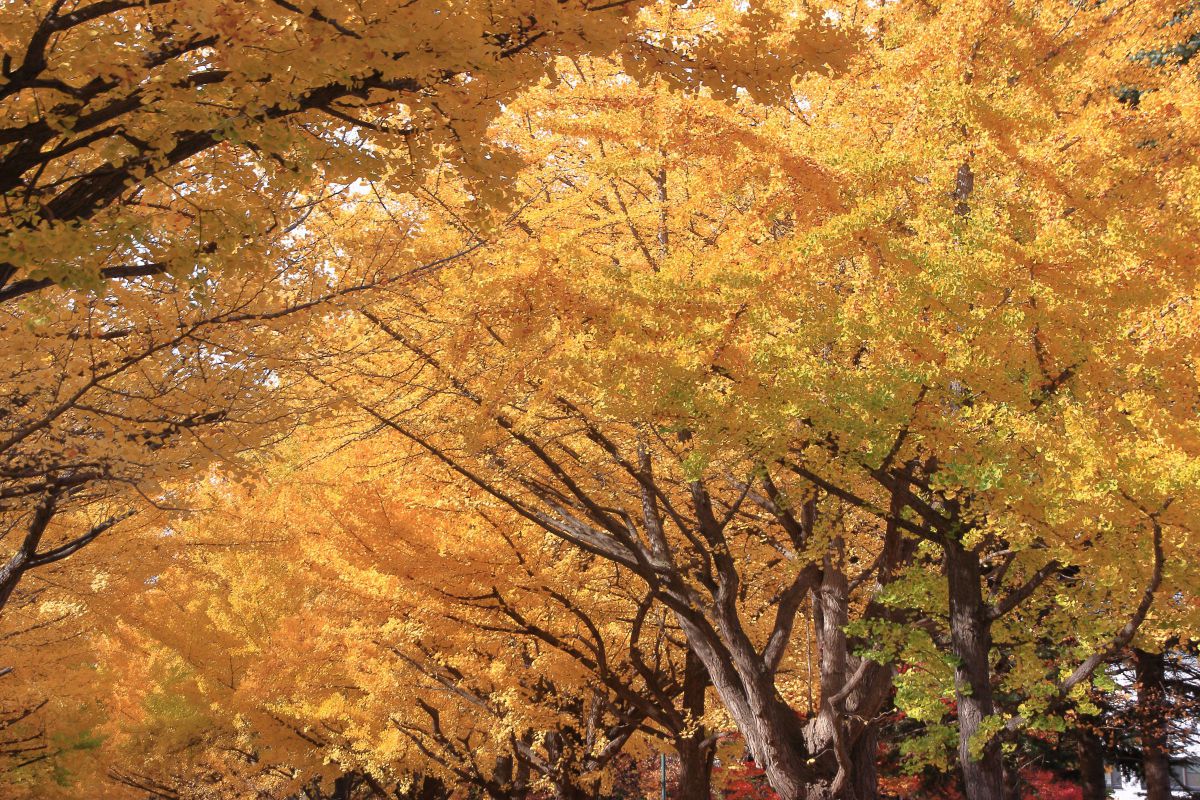 Yellow Leaf | GANREF