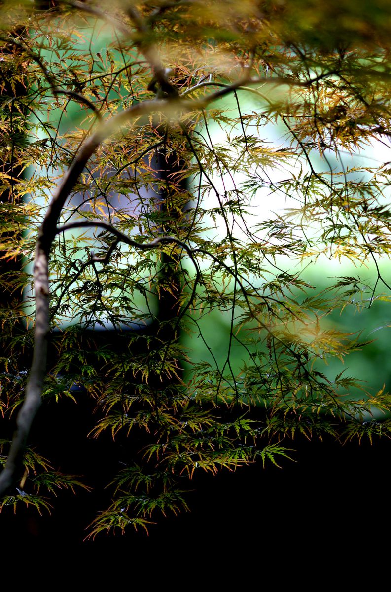 初夏のOASIS | GANREF