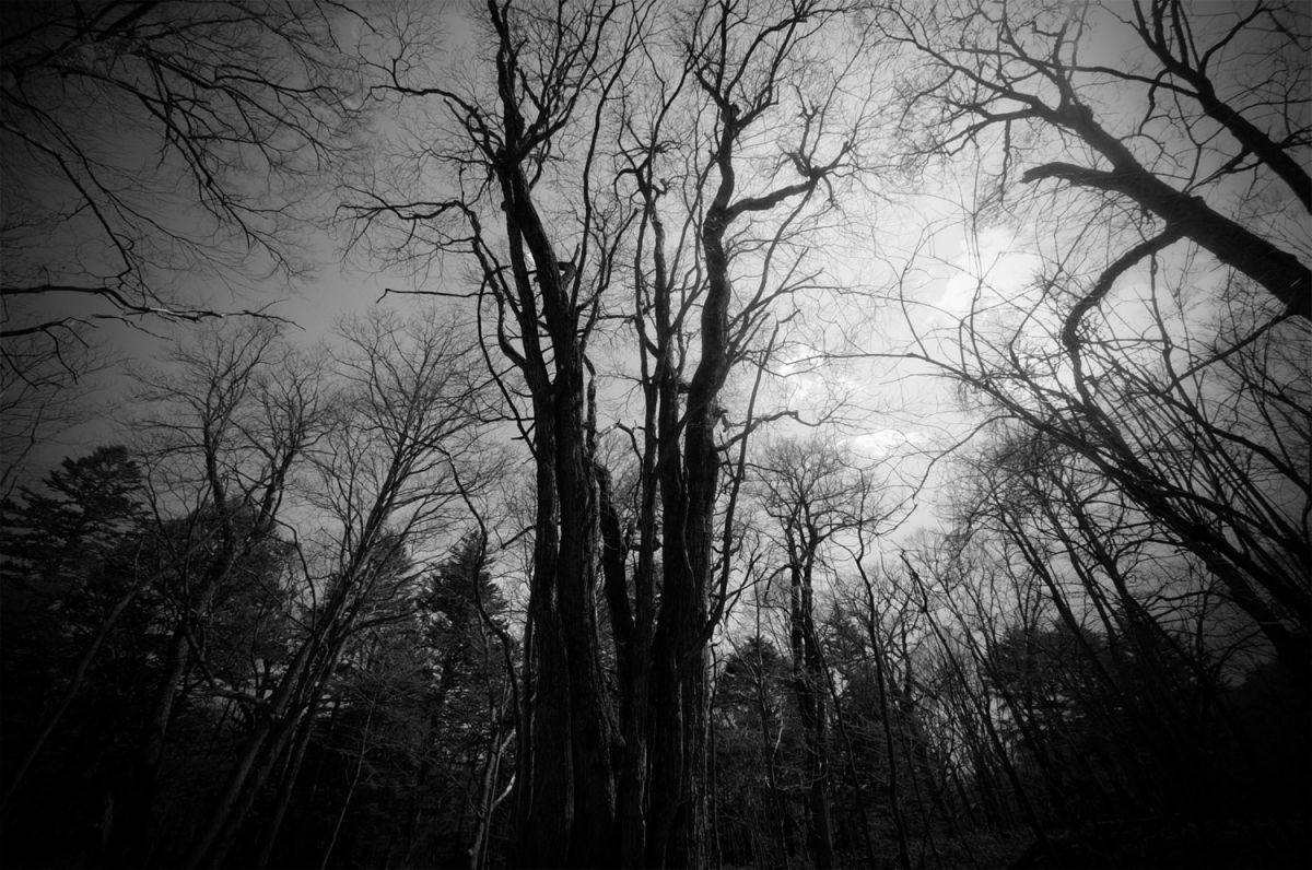 Strange Tree GANREF strange-tree-ganref