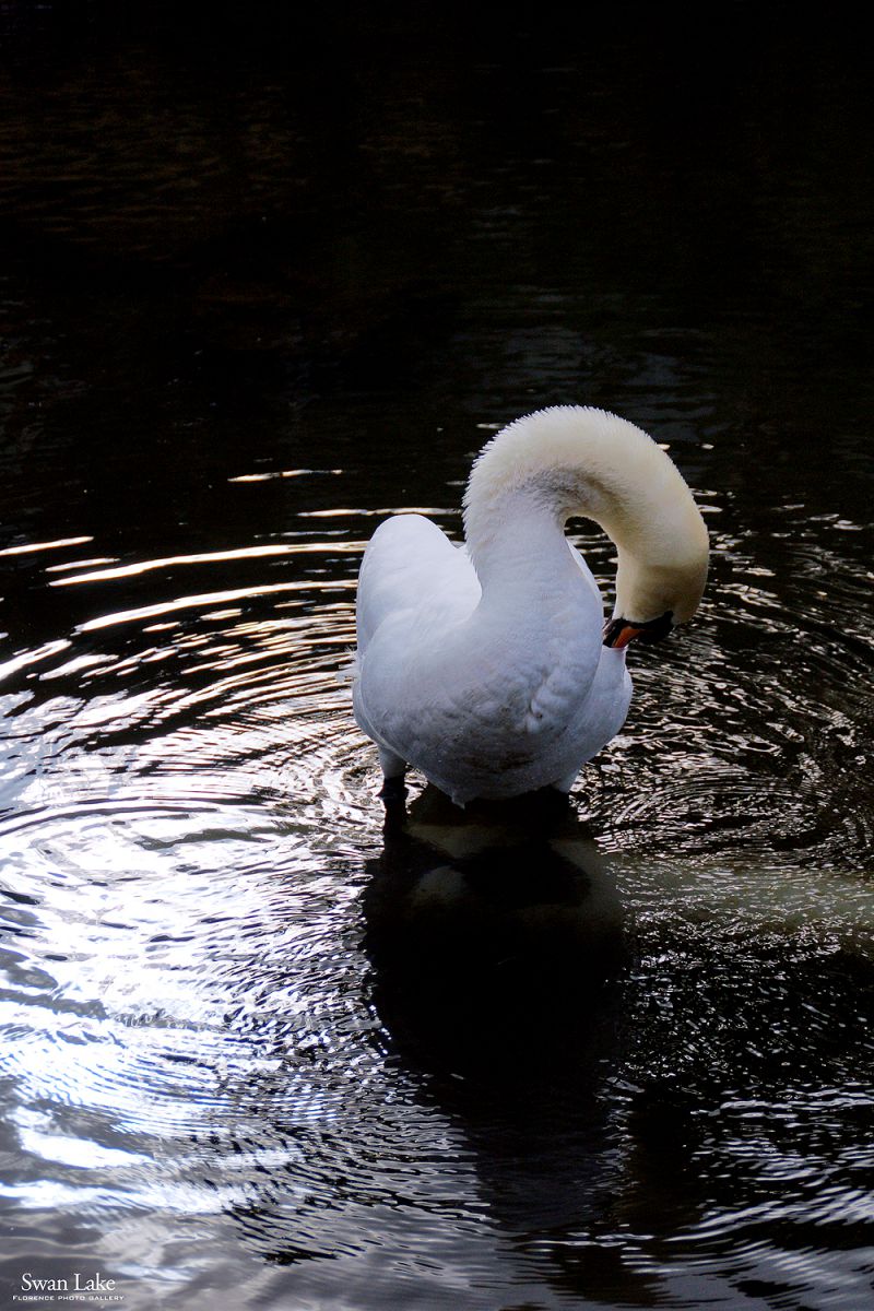 Swan Lake | GANREF
