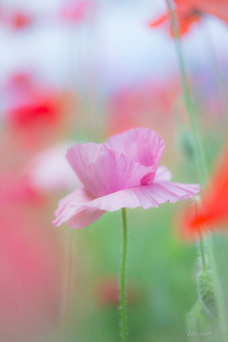 包みを開くように | GANREF