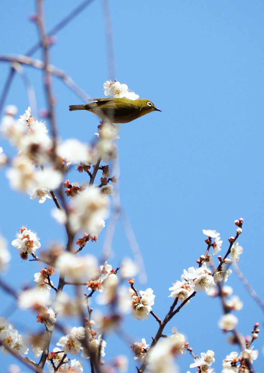 此処にいますよ | GANREF