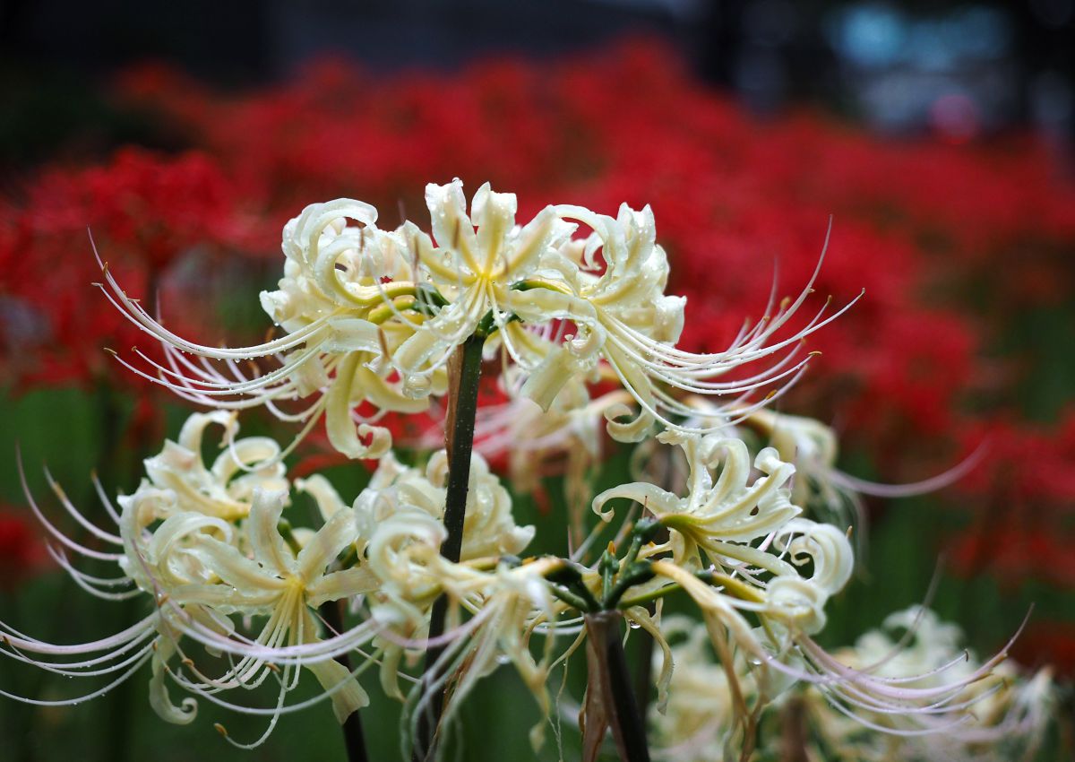 P9180051.JPG | GANREF