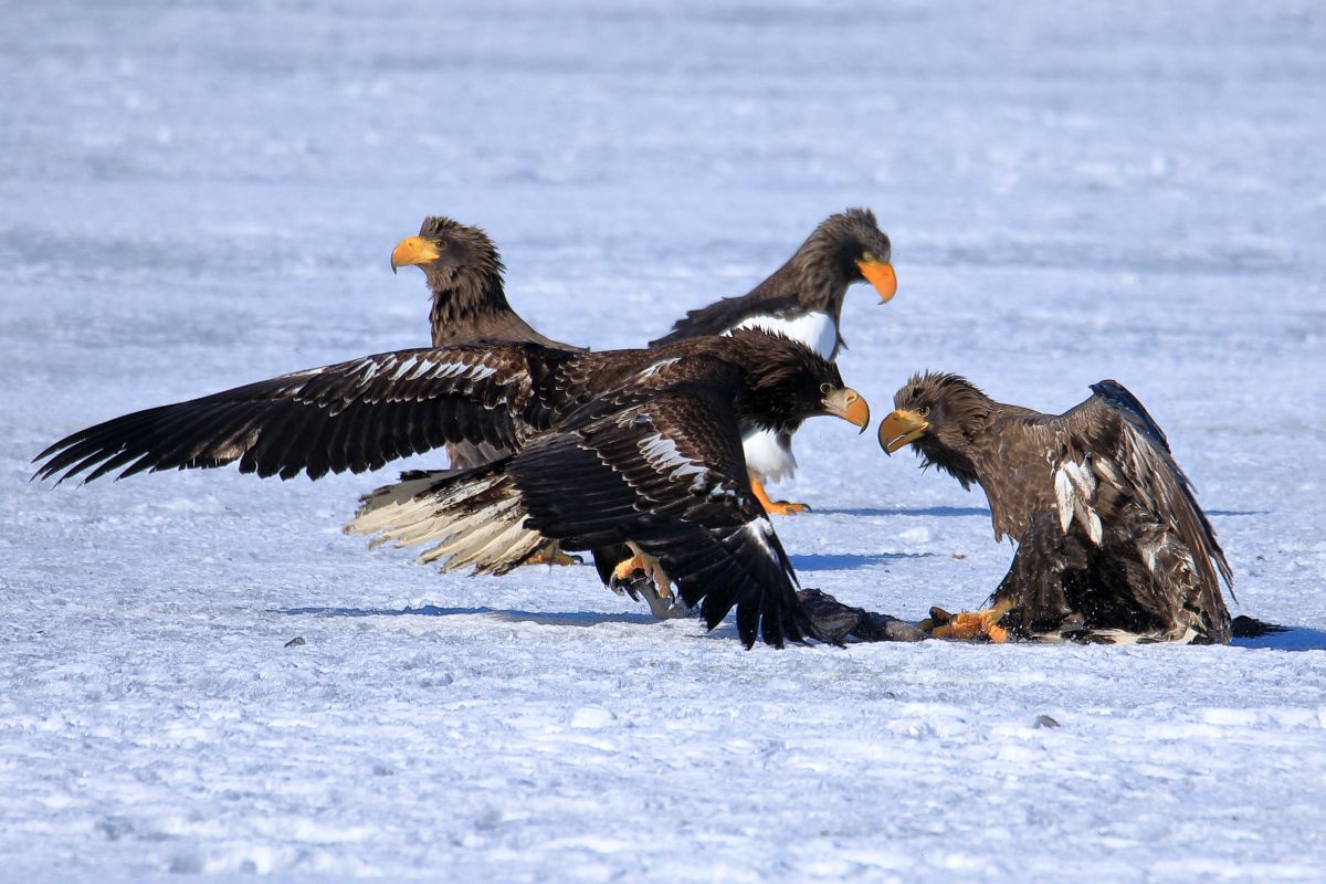 Steller's sea eagle,White-tailed Eagle | GANREF