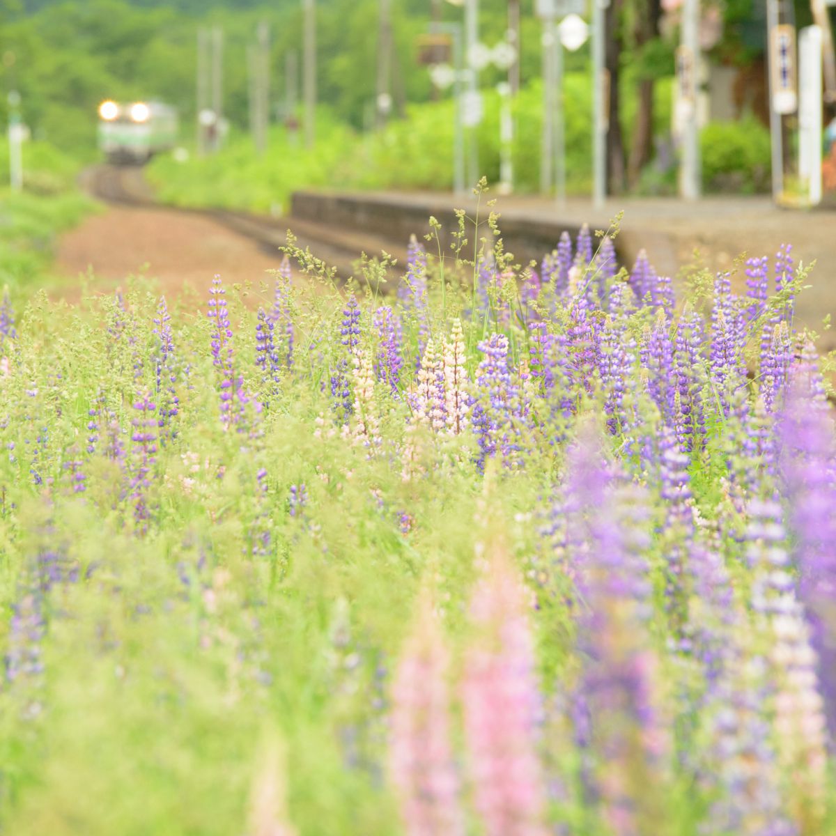 北国の初夏 | GANREF