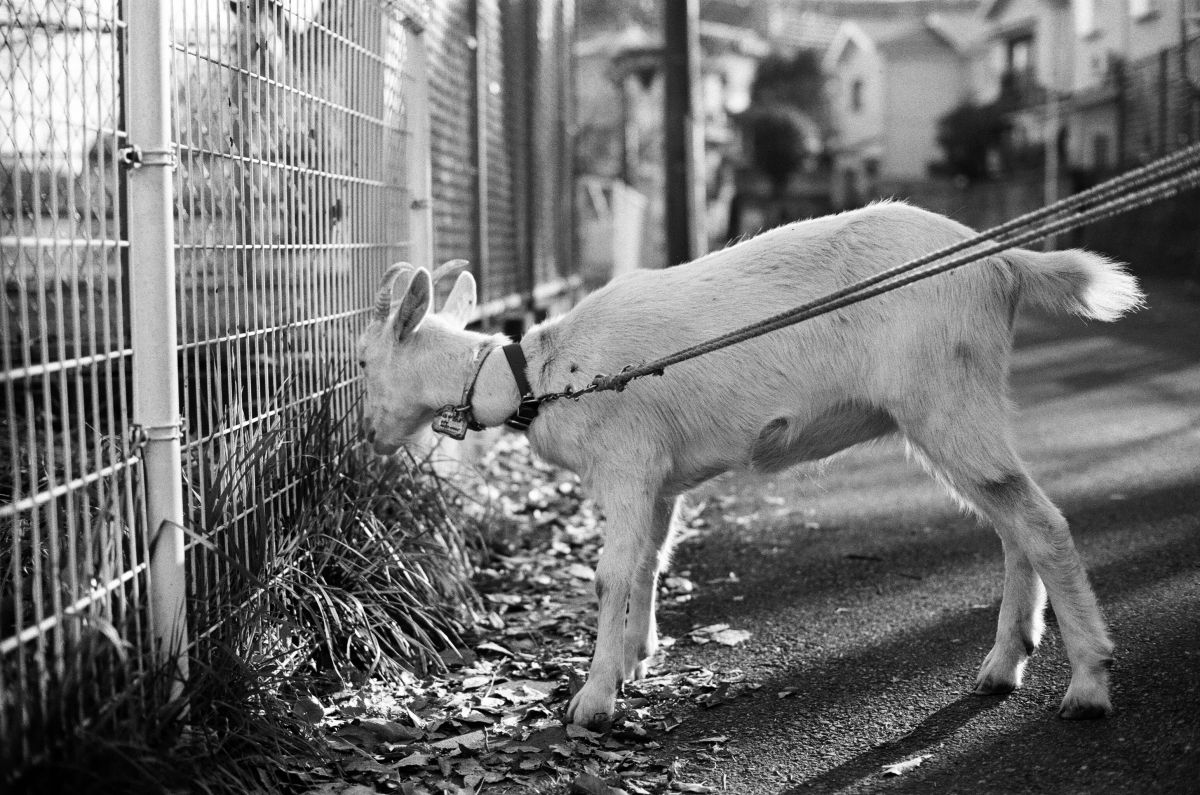 やぎさんぽ | GANREF