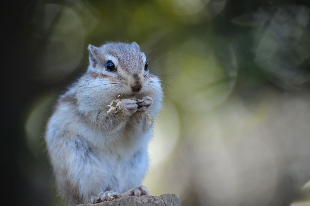 もぐもぐ | GANREF