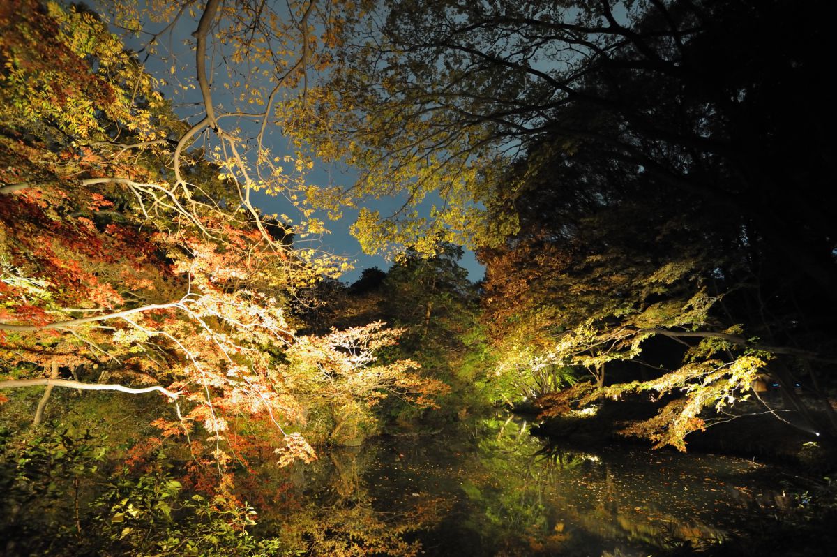 六義園ライトアップその2 | GANREF