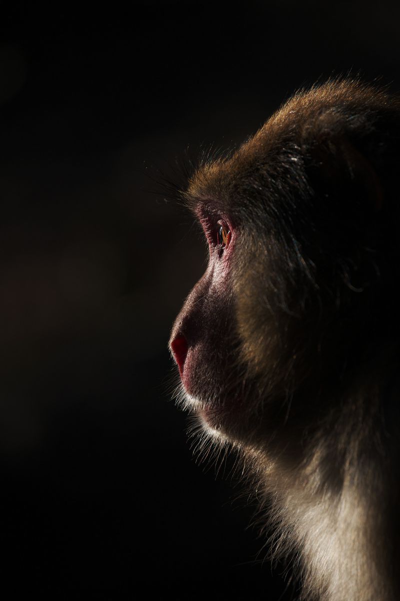 Side Face Portrait | GANREF