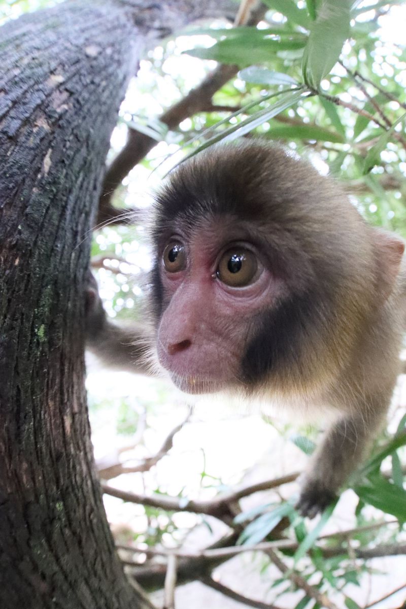 Fish Eye Baby | GANREF