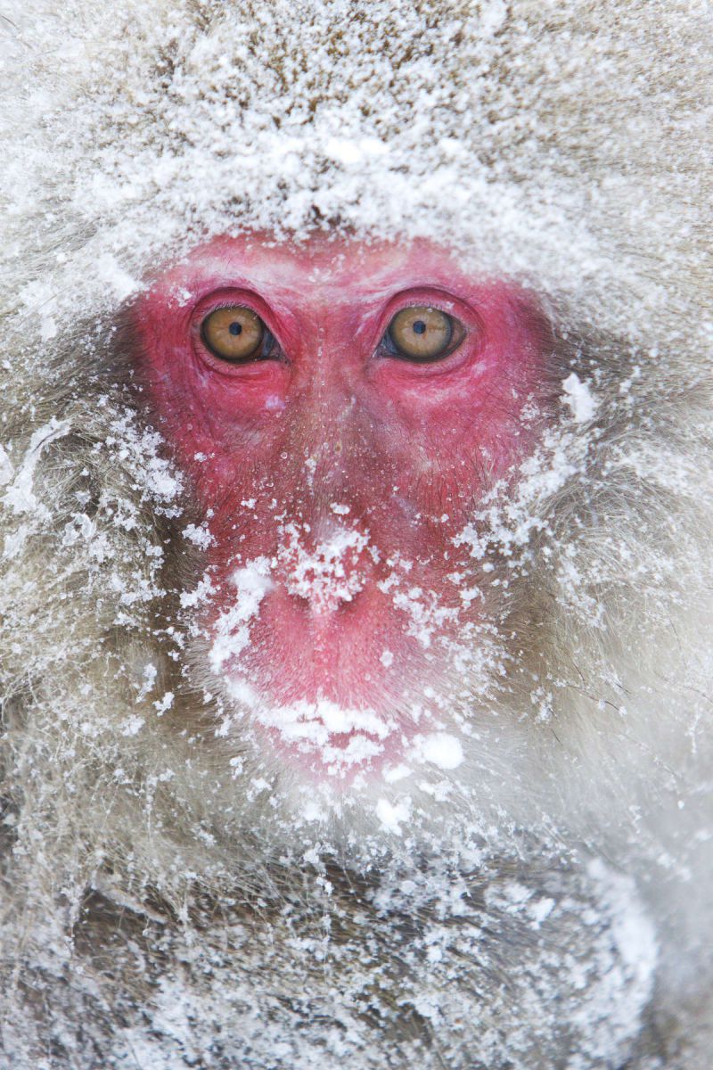 Snow Monkey | GANREF