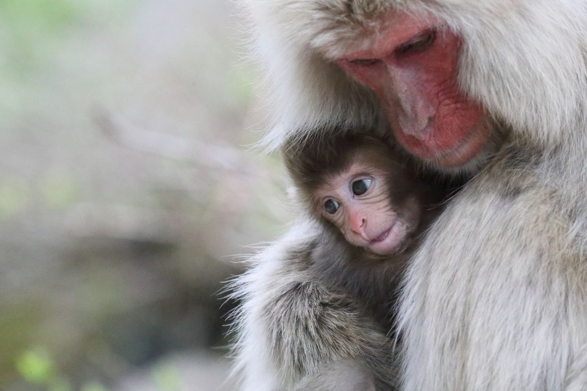 Newborn Baby 2016 | GANREF