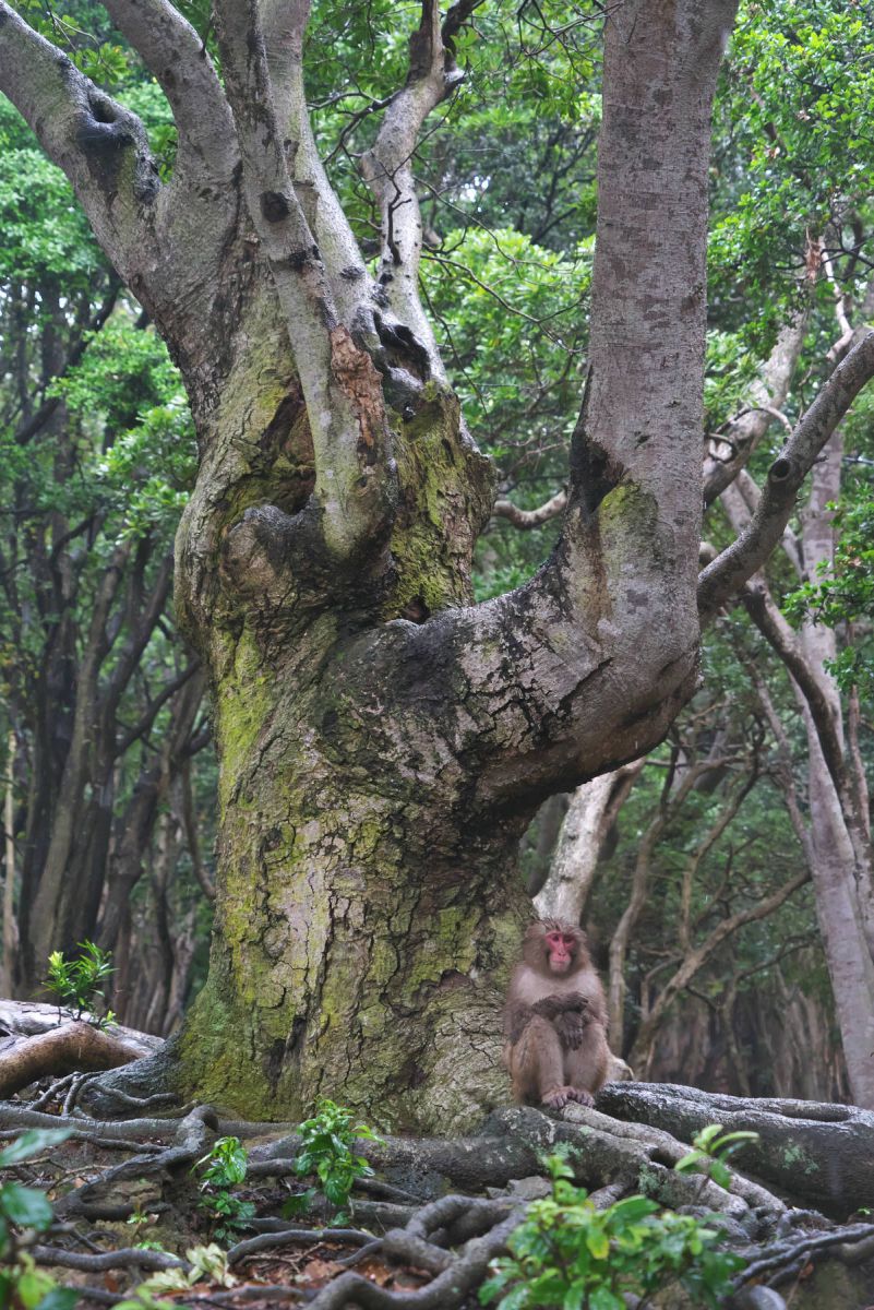 Monkey's Forest | GANREF