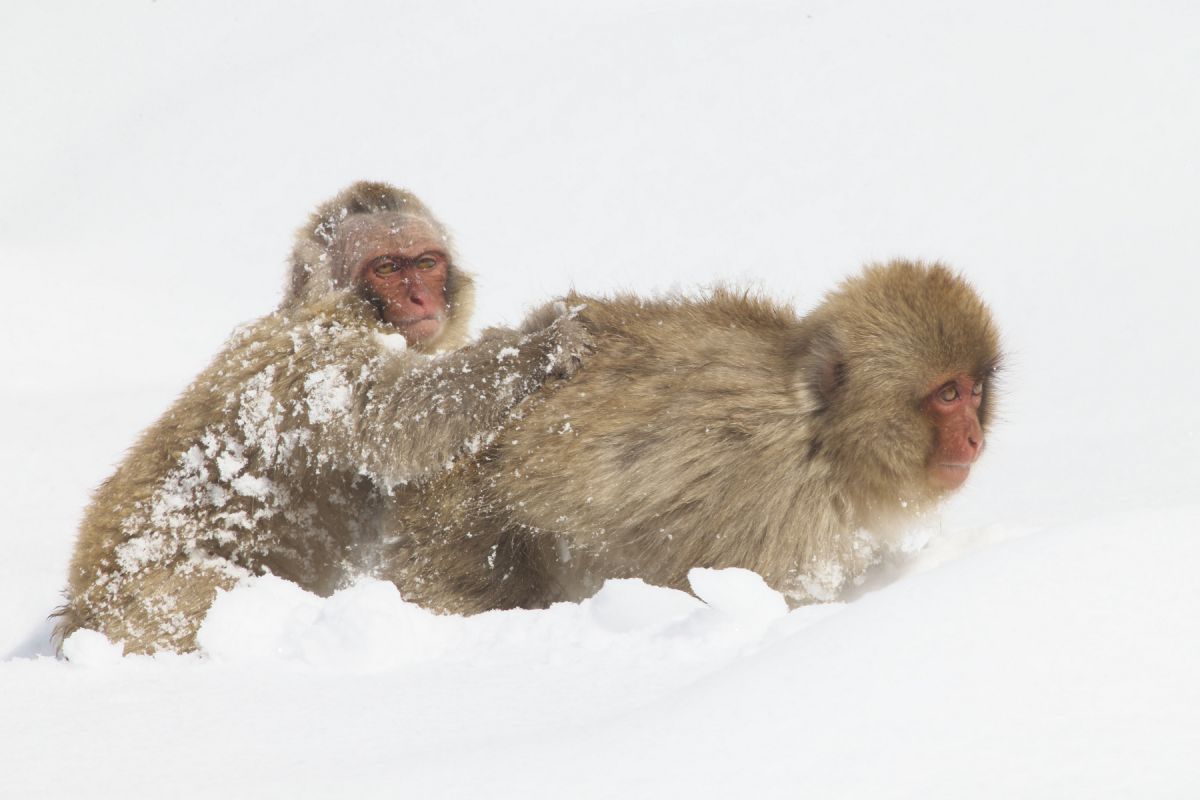 Snow Monkey | GANREF